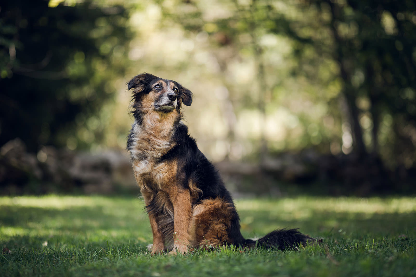 Photographe chien - Elise Julliard photographe animalier