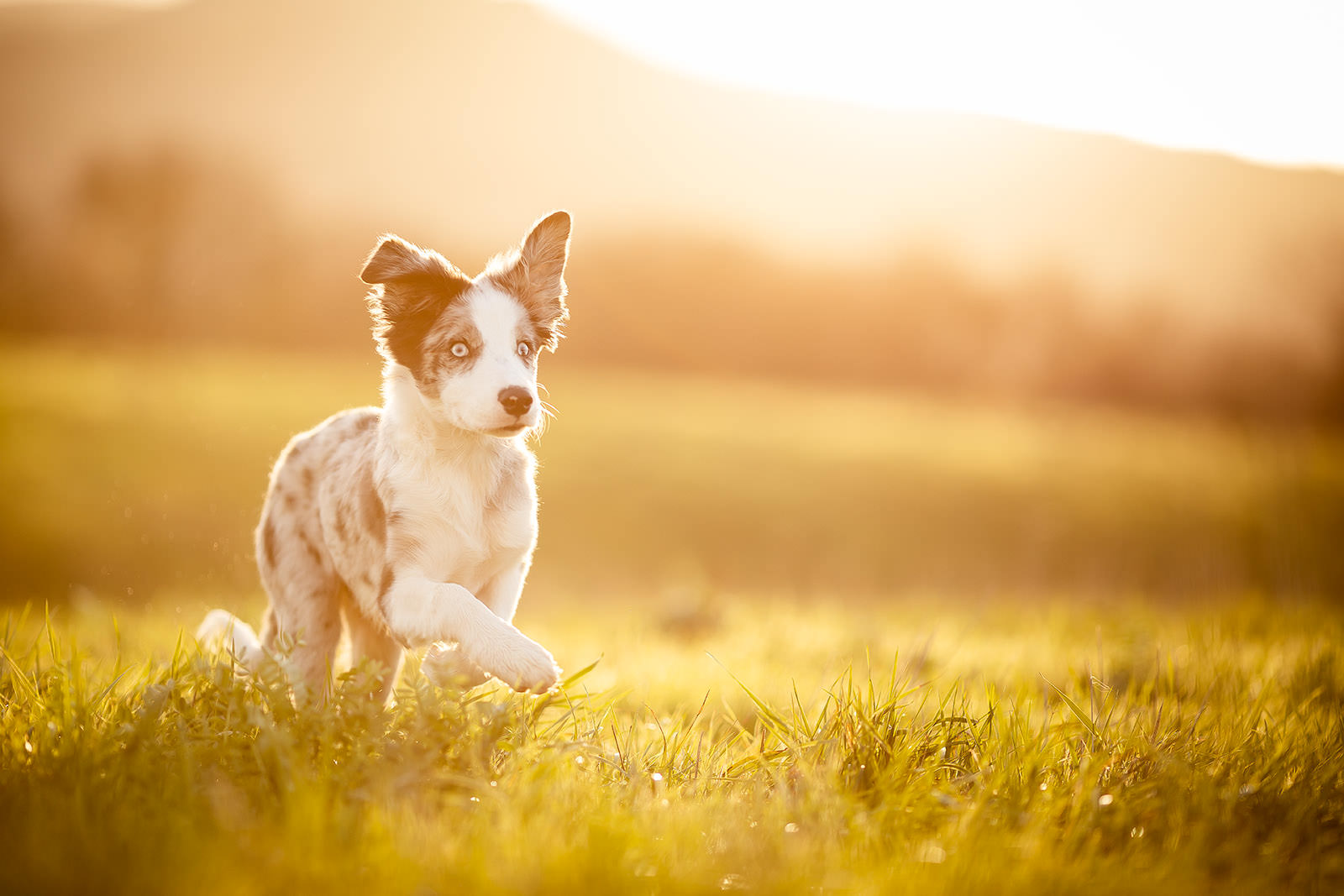 Photographe chien - Elise Julliard photographe animalier
